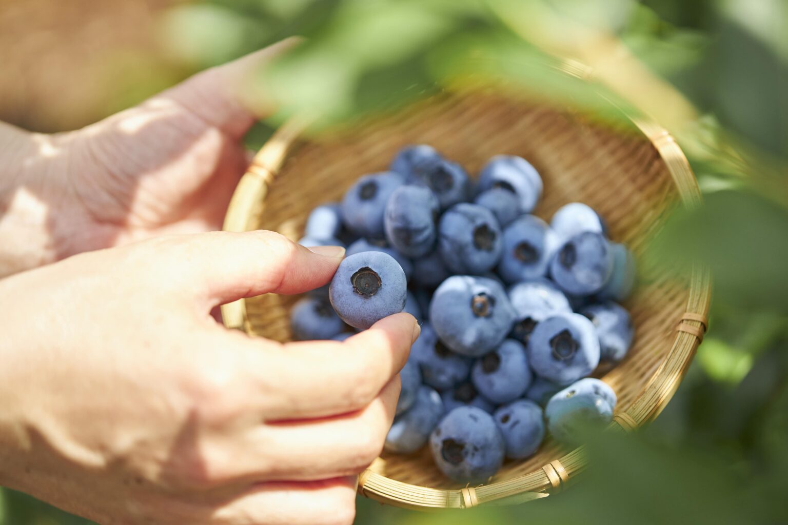 BLUE BLUEBERRY FARM｜ブルーブルーベリーファーム