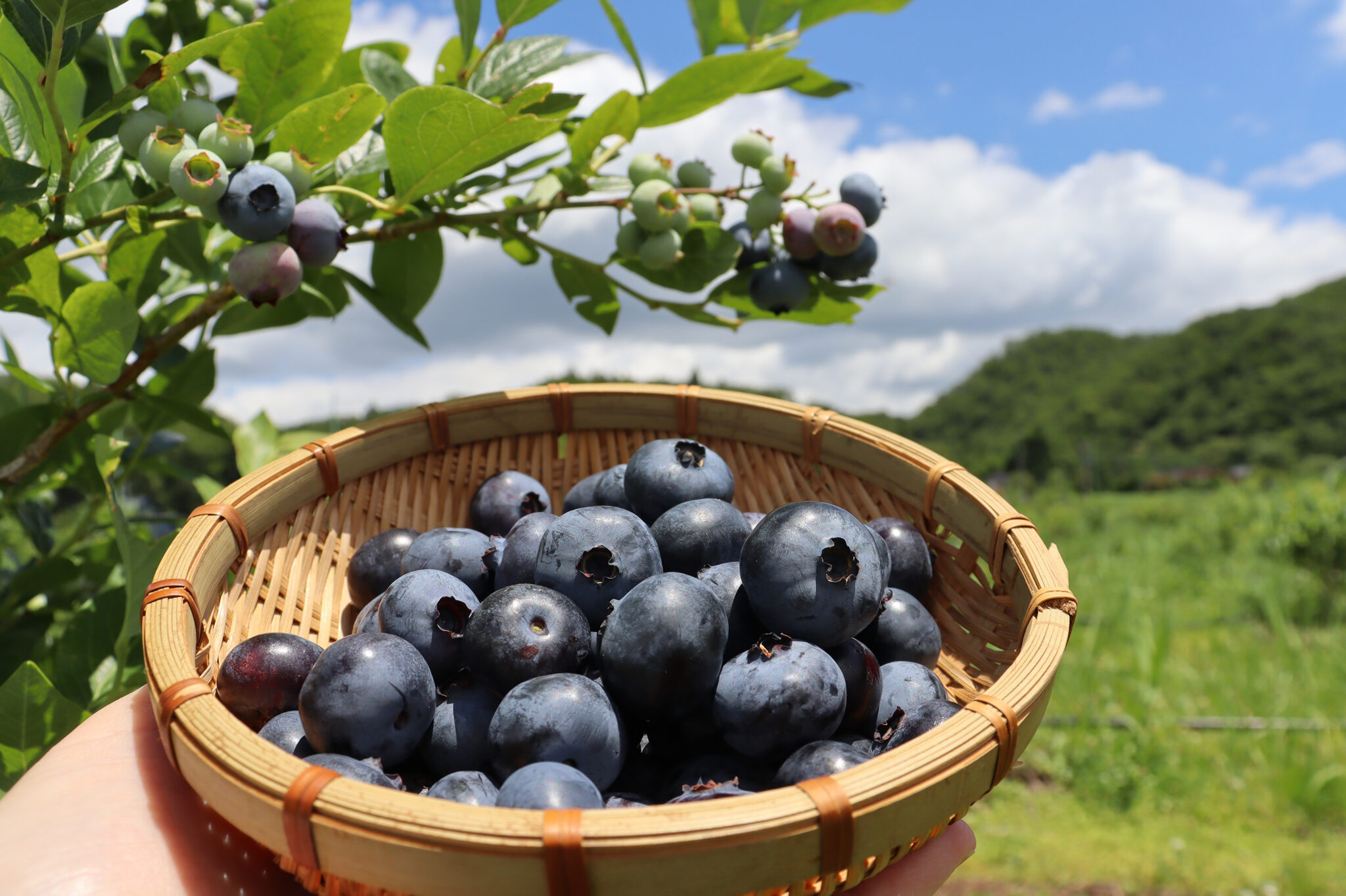 BLUE BLUEBERRY FARM｜ブルーブルーベリーファーム - 仙台秋保でブルーベリーの栽培とドライフルーツ・乾燥野菜の製造販売